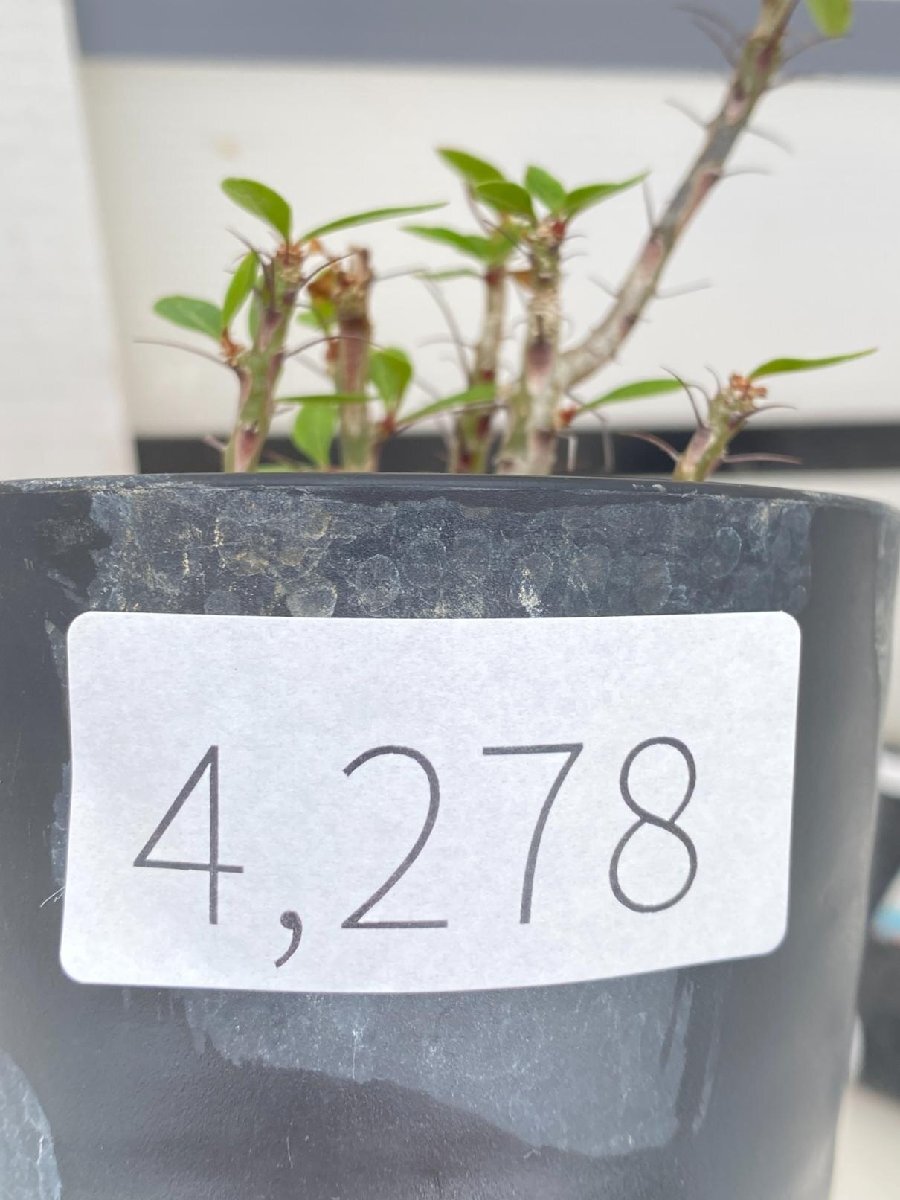 Yahoo!オークション - 4278 「挿し木」フォークイエリア ファシクラー...