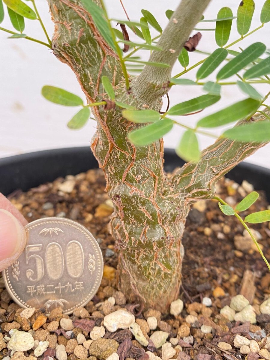 Yahoo!オークション - 4272 「実生」センナ メリディオナリス大【・発...