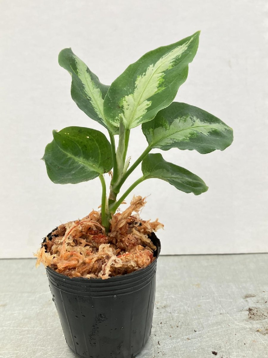 Yahoo!オークション - 5683 「観葉植物】アグラオネマ ピクタム トリカ...