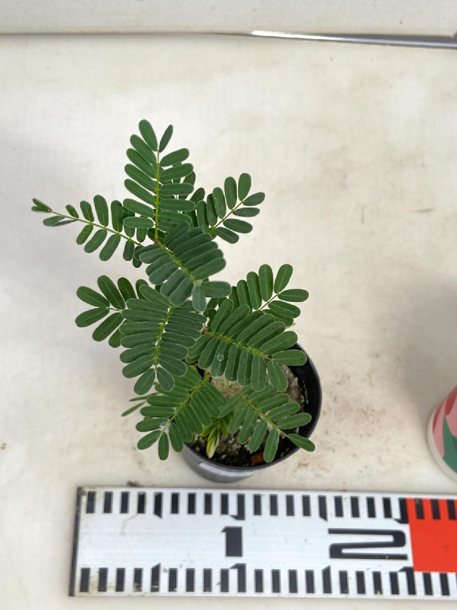 Yahoo!オークション - 5584 「実生」センナ メリディオナリス【種から...