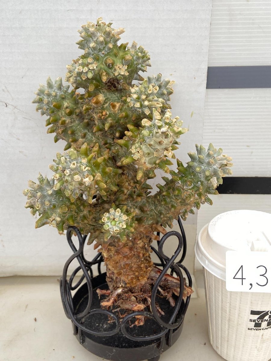 Yahoo!オークション - 4332 「塊根植物」チレコドン ワリチー 抜き苗【...