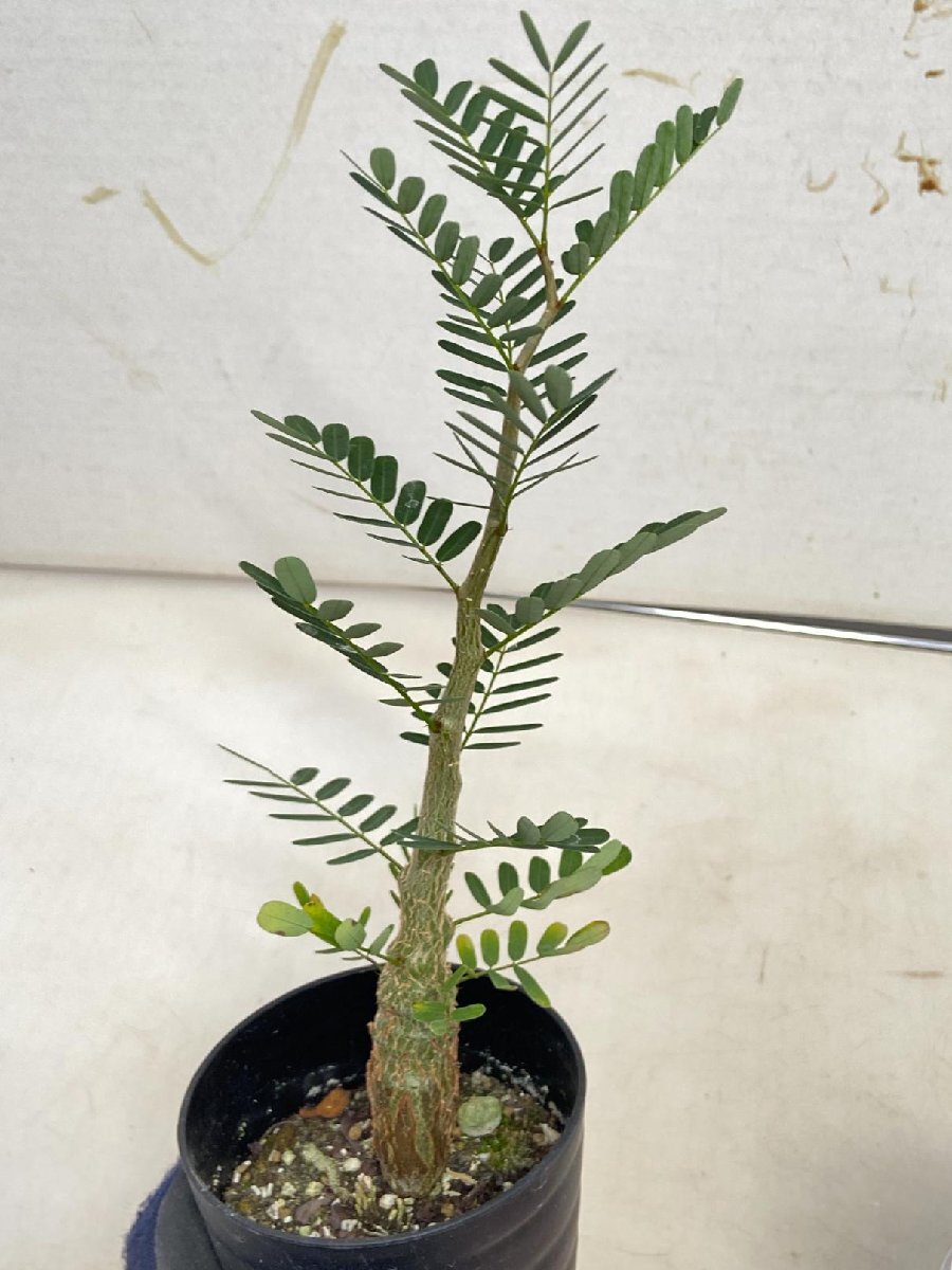 Yahoo!オークション - 5584 「実生」センナ メリディオナリス【種から...