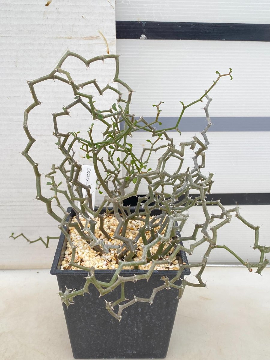 4192 塊根植物C デカリア マダガスカリエンシス 発根 ジグザグの木 Decarya madagascariensis 特上品 本数多め(その他)｜売買されたオークション情報、yahooの ...