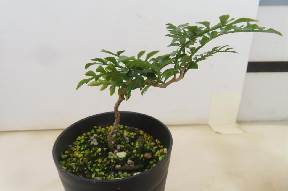 Yahoo!オークション - 2426 「実生株」オペルクリカリア パキプス 植え...