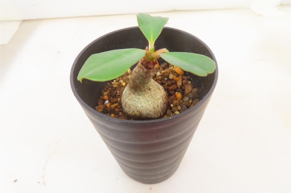 Yahoo!オークション - 2336 「多肉植物」ユーフォルビア ラメナ 植え【...