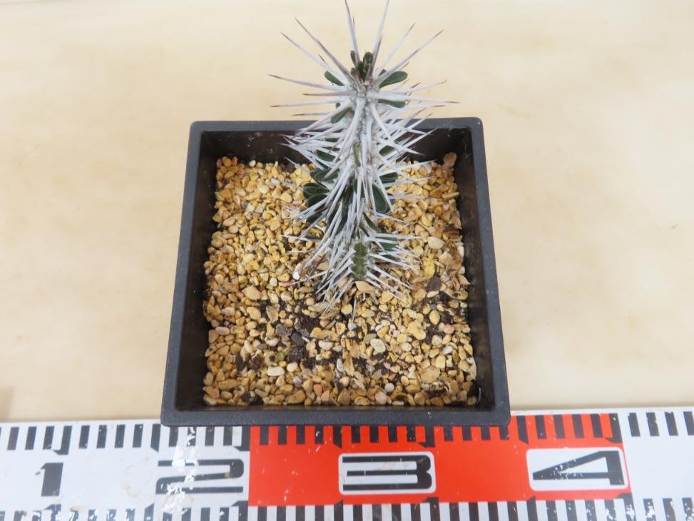 Yahoo!オークション - 4665 「多肉植物I」アローディア モンタグナッキ...