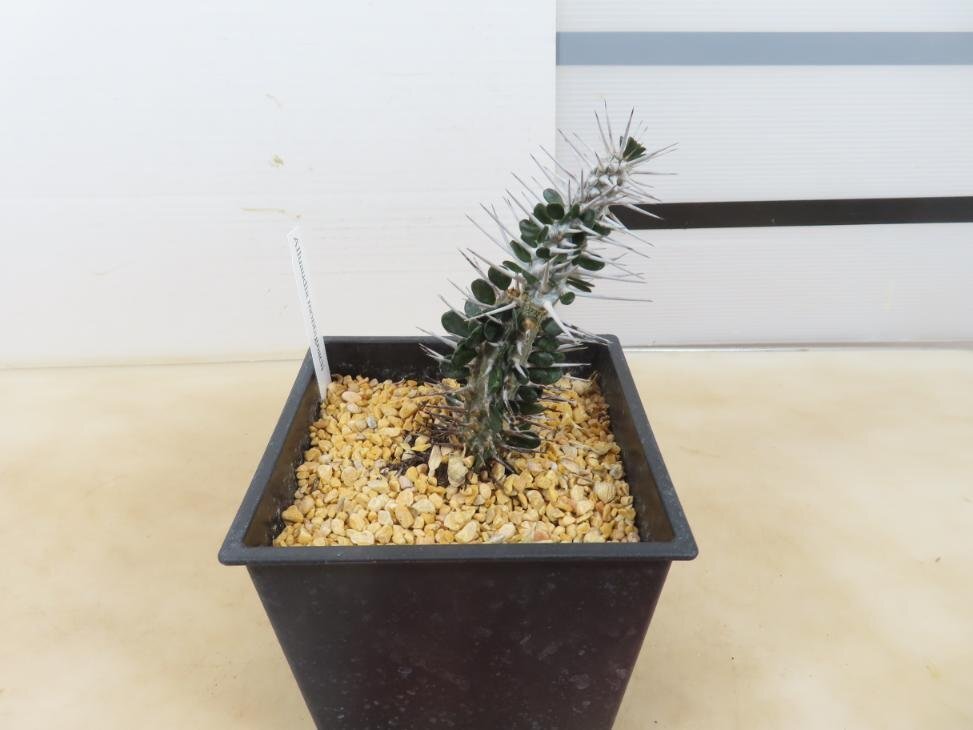 Yahoo!オークション - 4666 「多肉植物I」アローディア モンタグナッキ...