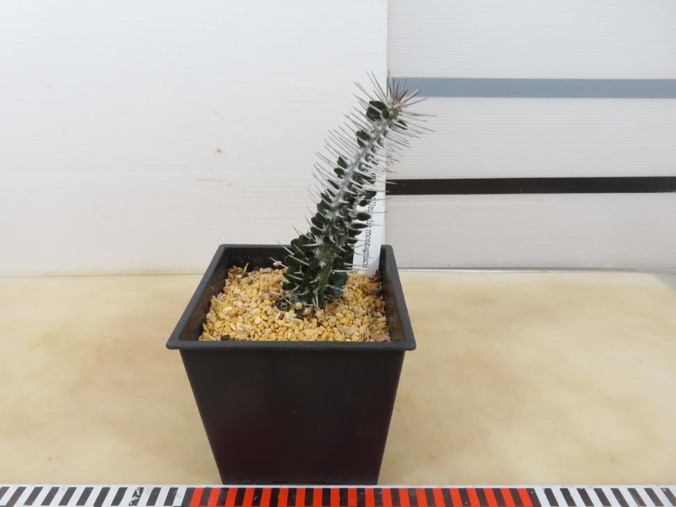 Yahoo!オークション - 4651 「多肉植物I」アローディア モンタグナッキ...