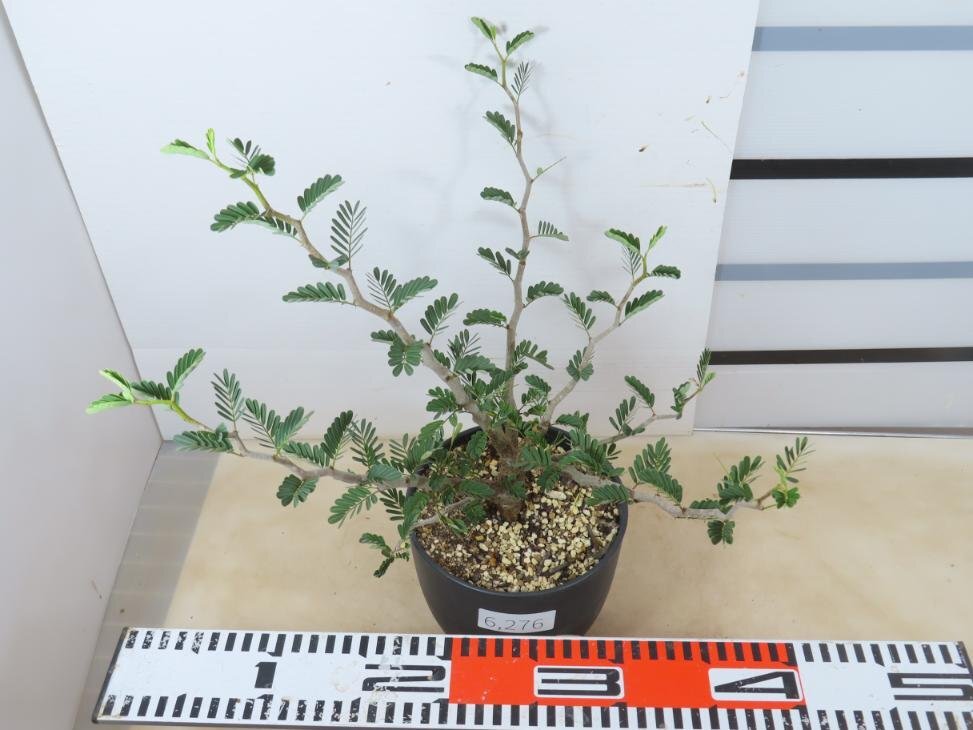 Yahoo!オークション - 6276 「実生」センナ メリディオナリス大【・発...