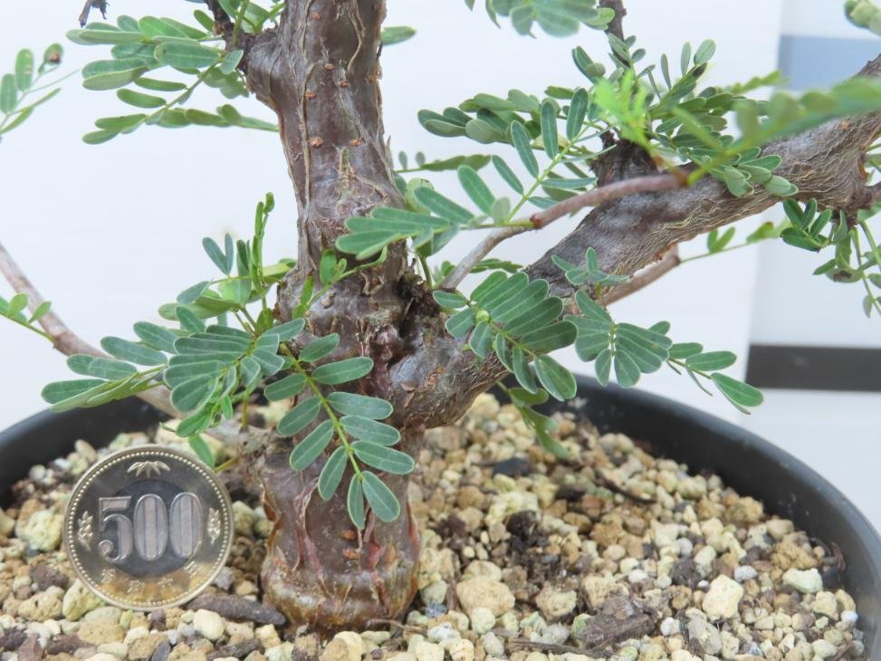 Yahoo!オークション - 6277 「実生」センナ メリディオナリス大【・発...