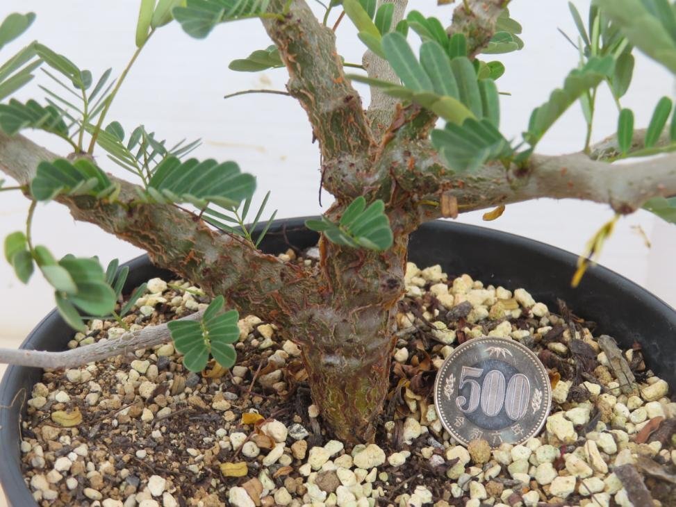 Yahoo!オークション - 6276 「実生」センナ メリディオナリス大【・発...