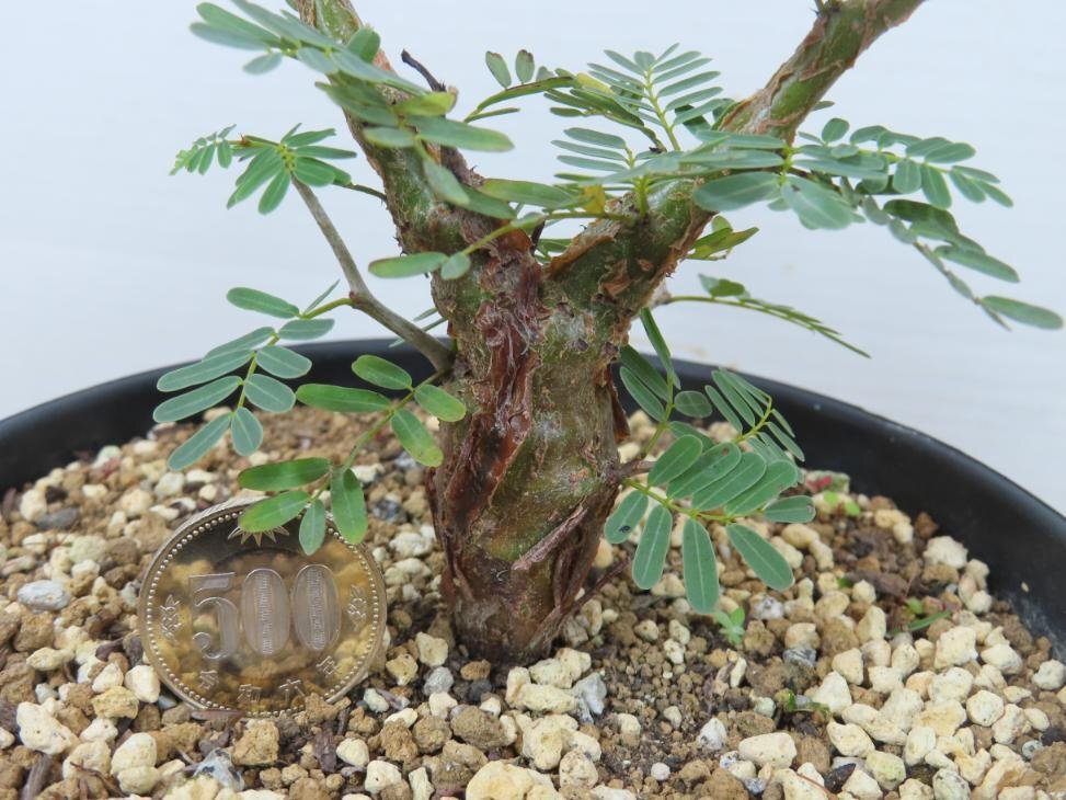 Yahoo!オークション - 6281 「実生」センナ メリディオナリス大【・発...