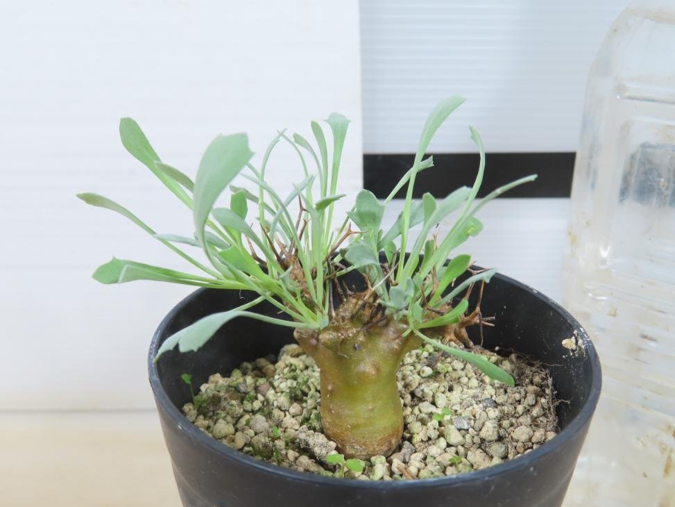 Yahoo!オークション - 6045 「実生」オトンナ ユーフォルビオイデス 植...