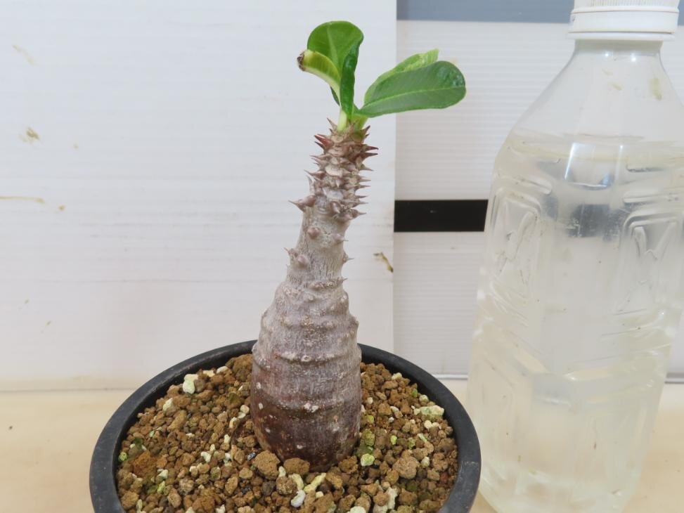 Yahoo!オークション - 6247 「実生」パキポディウム ウィンゾリ植え【...