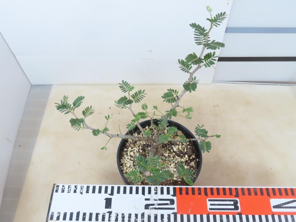 Yahoo!オークション - 6275 「実生」センナ メリディオナリス大【・発...