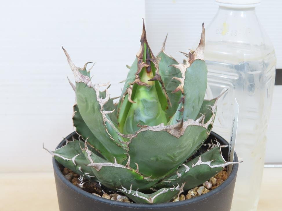 Yahoo!オークション - 6172 「多肉植物A」アガベ 南覇王覆輪錦 植え【...