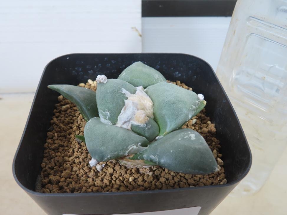 Yahoo!オークション - 6118 「サボテン」アリオカルプス 青磁×象牙【A...