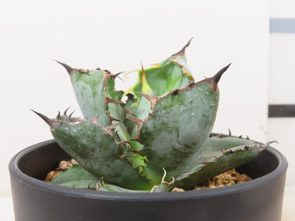 4699 多肉植物A アガベ 藍鯨 植え 発根 美株 リュウゼツラン Agave titanota 'Blue Whale'(観葉植物)｜売買されたオークション情報、yahooの商品情報を ...