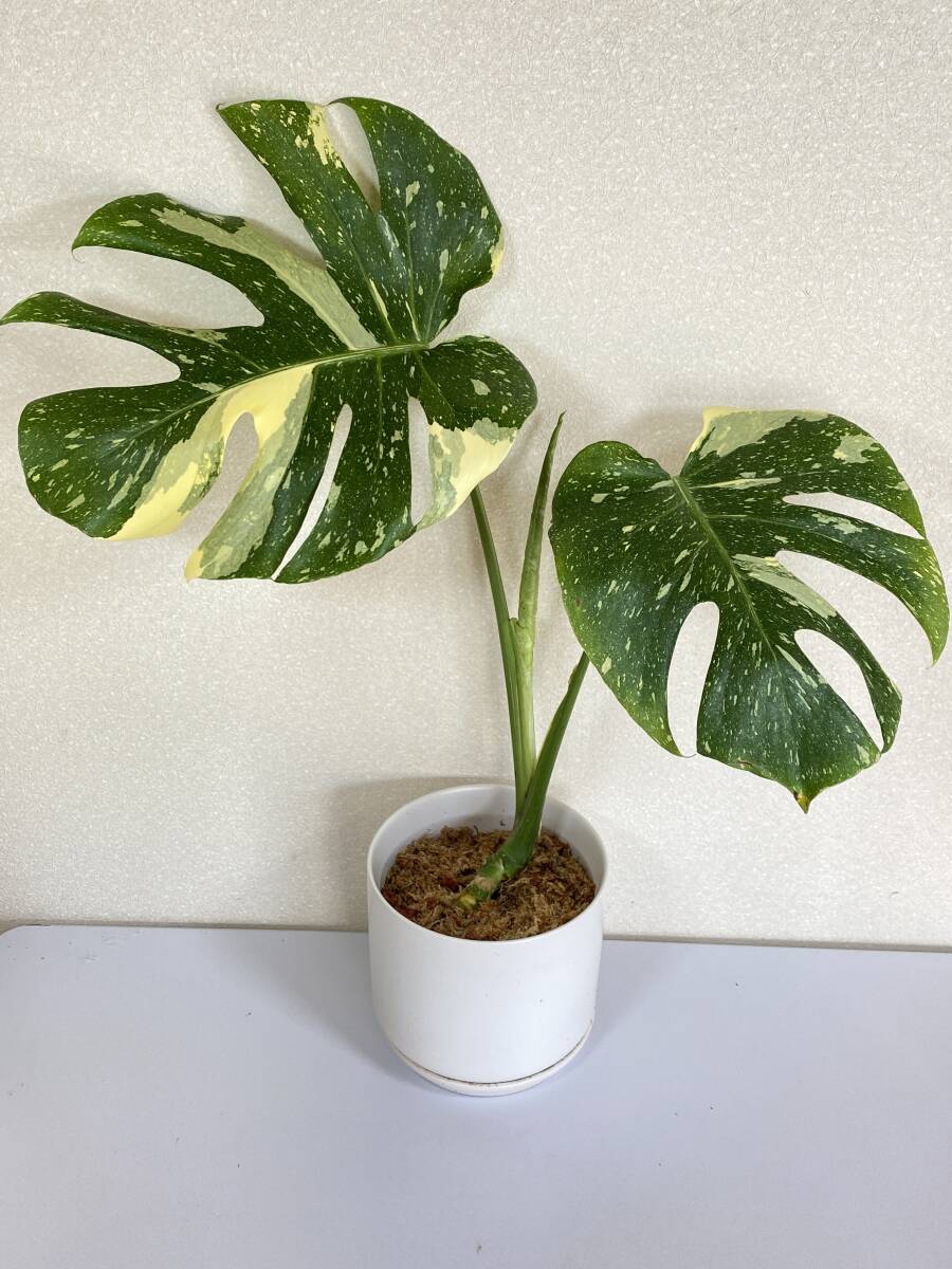 Yahoo!オークション - 斑入りモンステラ・イエローモンスター・タイコ...