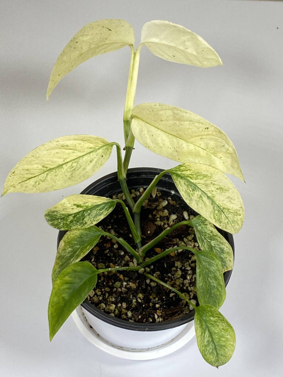 Yahoo!オークション - 斑入りモンステラ・最上級ラニアタ ・フルミン...