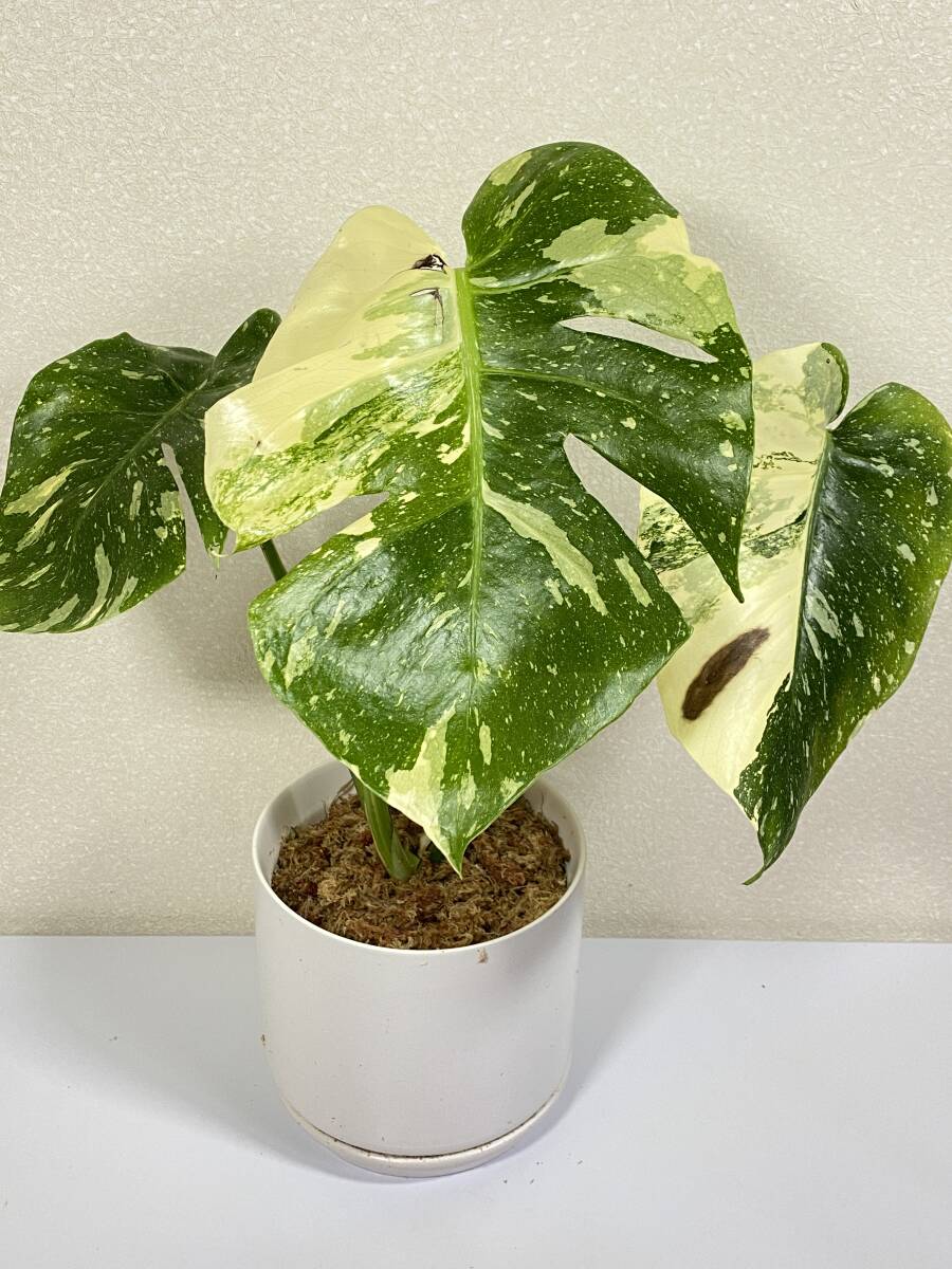 斑入りモンステラ・イエローモンスター・タイコンステレーション・ Yellow Monsutera Y13-5 観葉植物