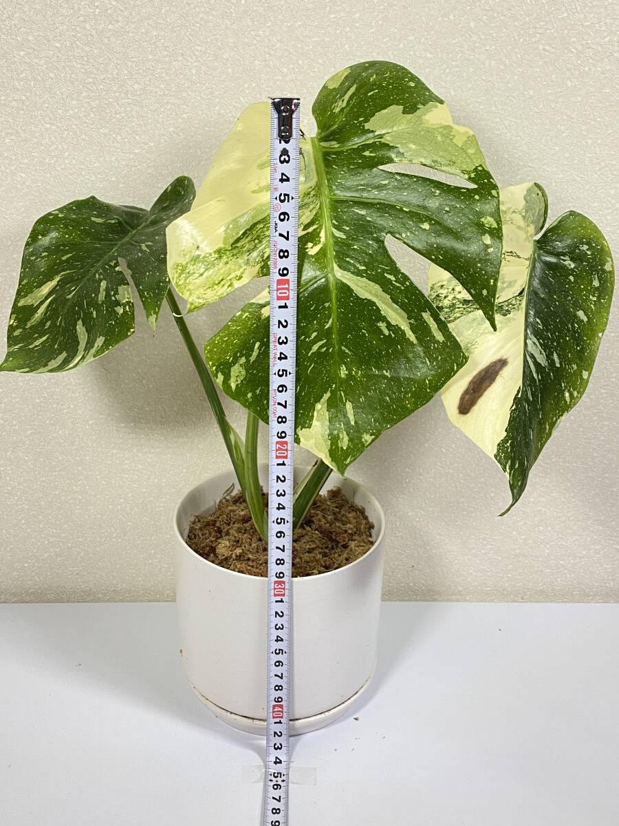 Yahoo!オークション - 斑入りモンステラ・イエローモンスター・タイコ...