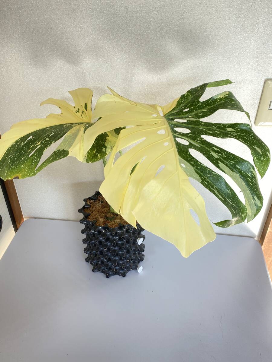 Yahoo!オークション - 斑入りモンステラ・イエローモンスター・タイコ...