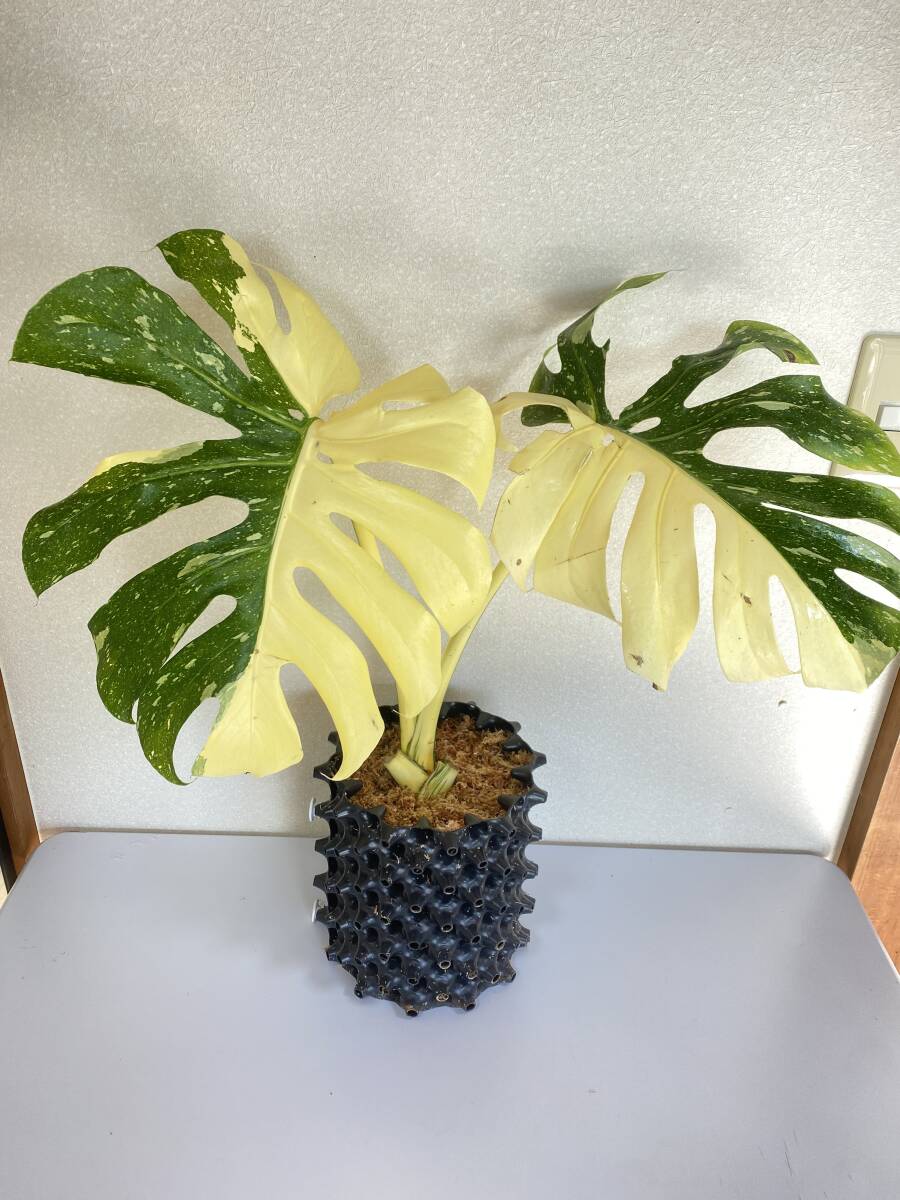 Yahoo!オークション - 斑入りモンステラ・イエローモンスター・タイコ...