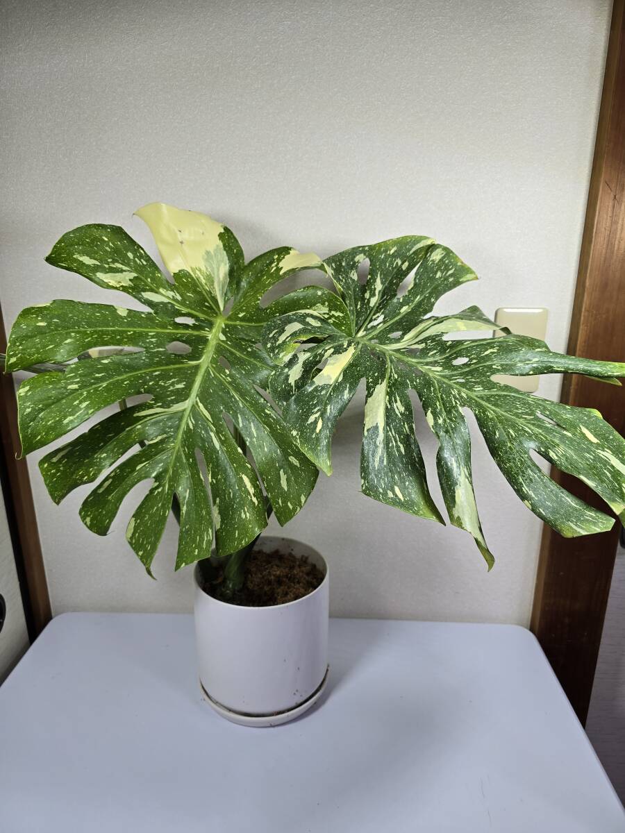 Yahoo!オークション - 斑入りモンステラ・イエローモンスター・タイコ...