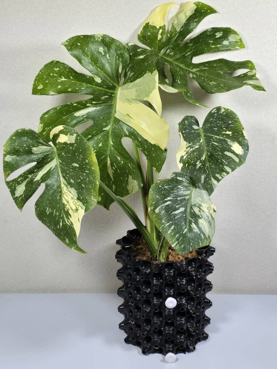 斑入りモンステラ・イエローモンスター・タイコンステレーション・ Yellow Monsutera Y28-2 花、園芸