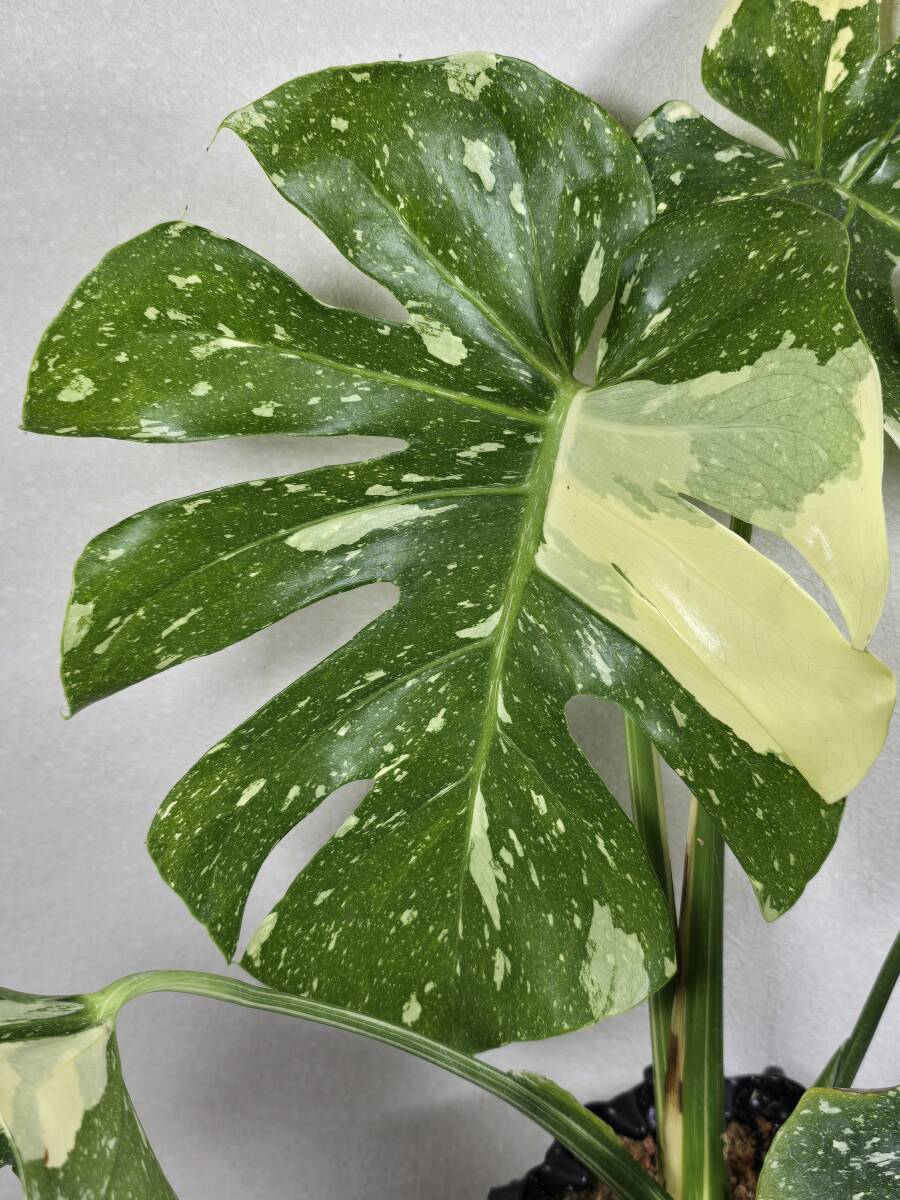 斑入りモンステラ・イエローモンスター・タイコンステレーション・ Yellow Monsutera Y28-2 花、園芸