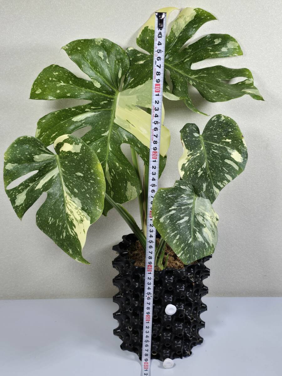 斑入りモンステラ・イエローモンスター・タイコンステレーション・ Yellow Monsutera Y28-2 花、園芸