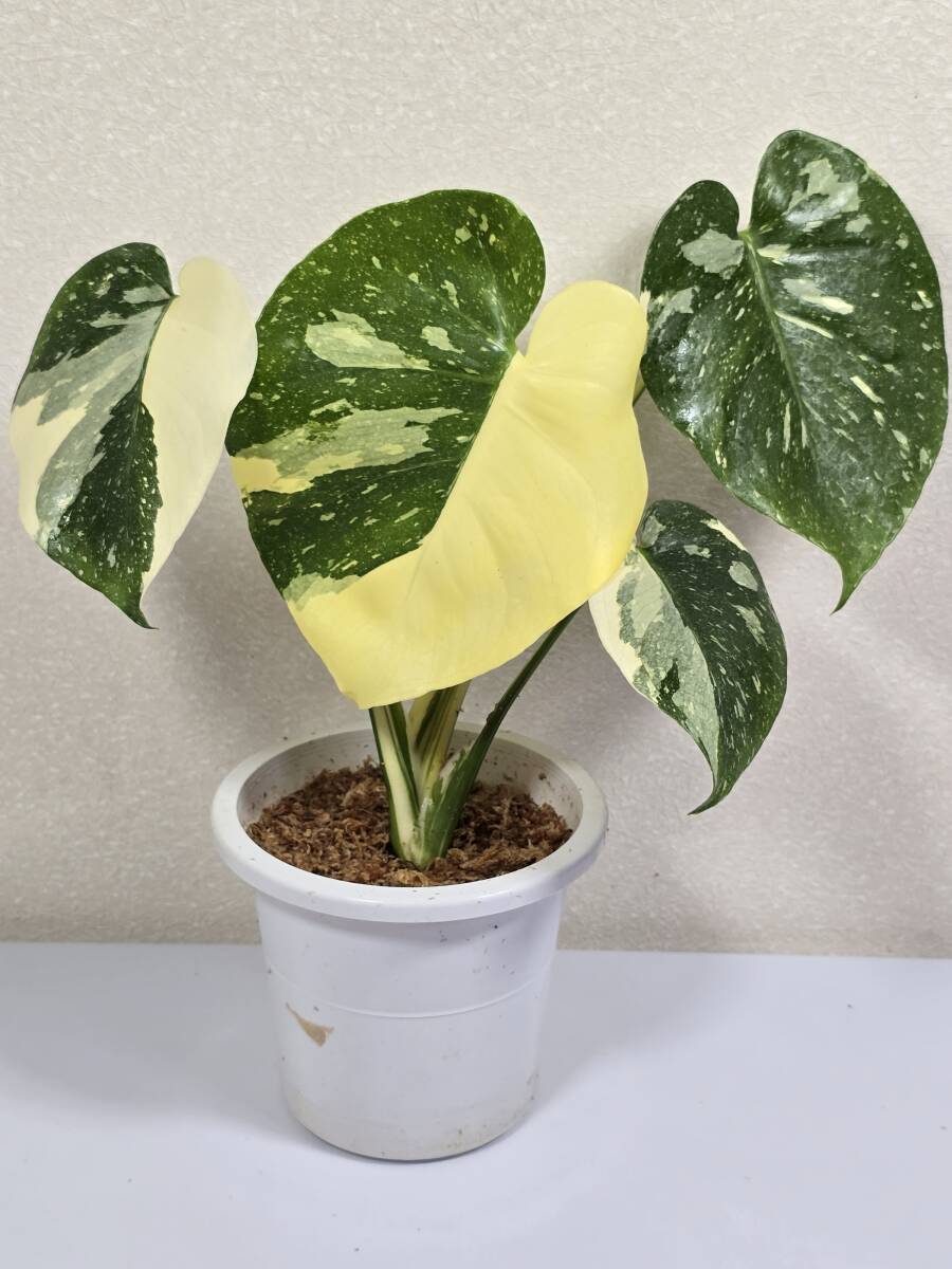 Yahoo!オークション - 斑入りモンステラ・イエローモンスター・タイコ...