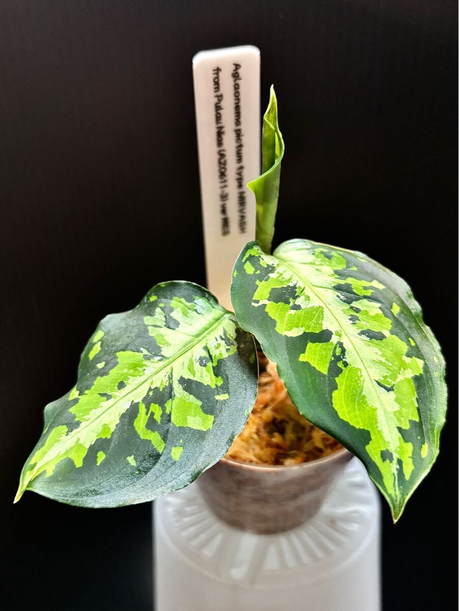 Yahoo!オークション - Aglaonema pictum type NIRVASH from Pulau Nias...