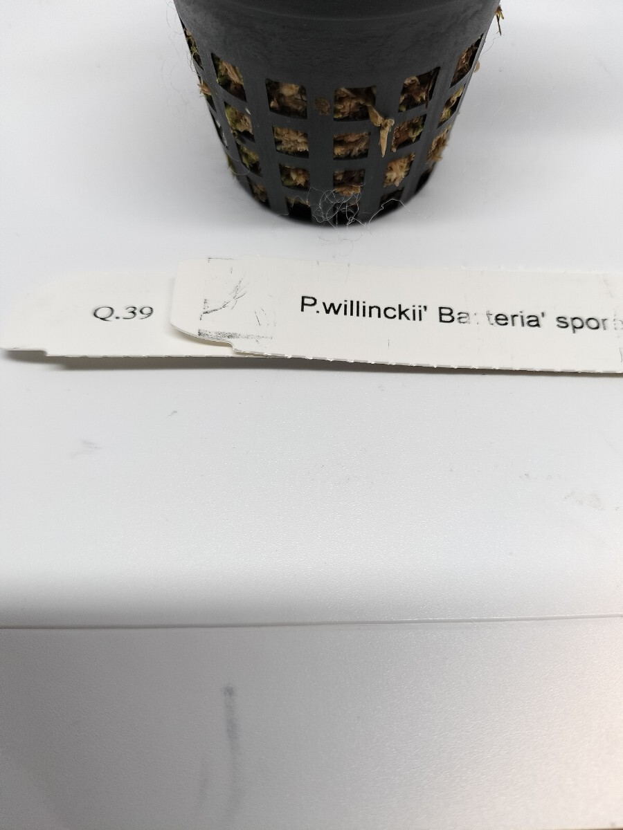 Yahoo!オークション - Q39 P.Willinckii Bacteria sporeling