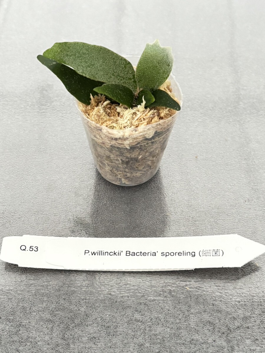 Yahoo!オークション - Q53 P.Willinckii Bacteria sporeling