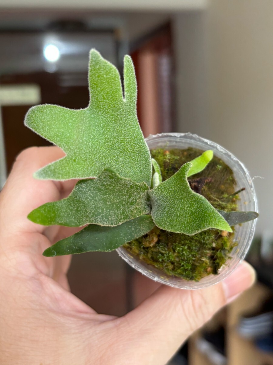 Yahoo!オークション - C88 P.Willinckii Bacteria sporeling 子株付き