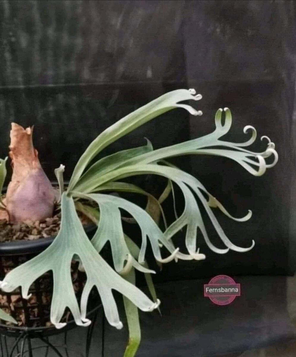 Yahoo!オークション - C24 P. Sayoko OC pup 株分け 子株