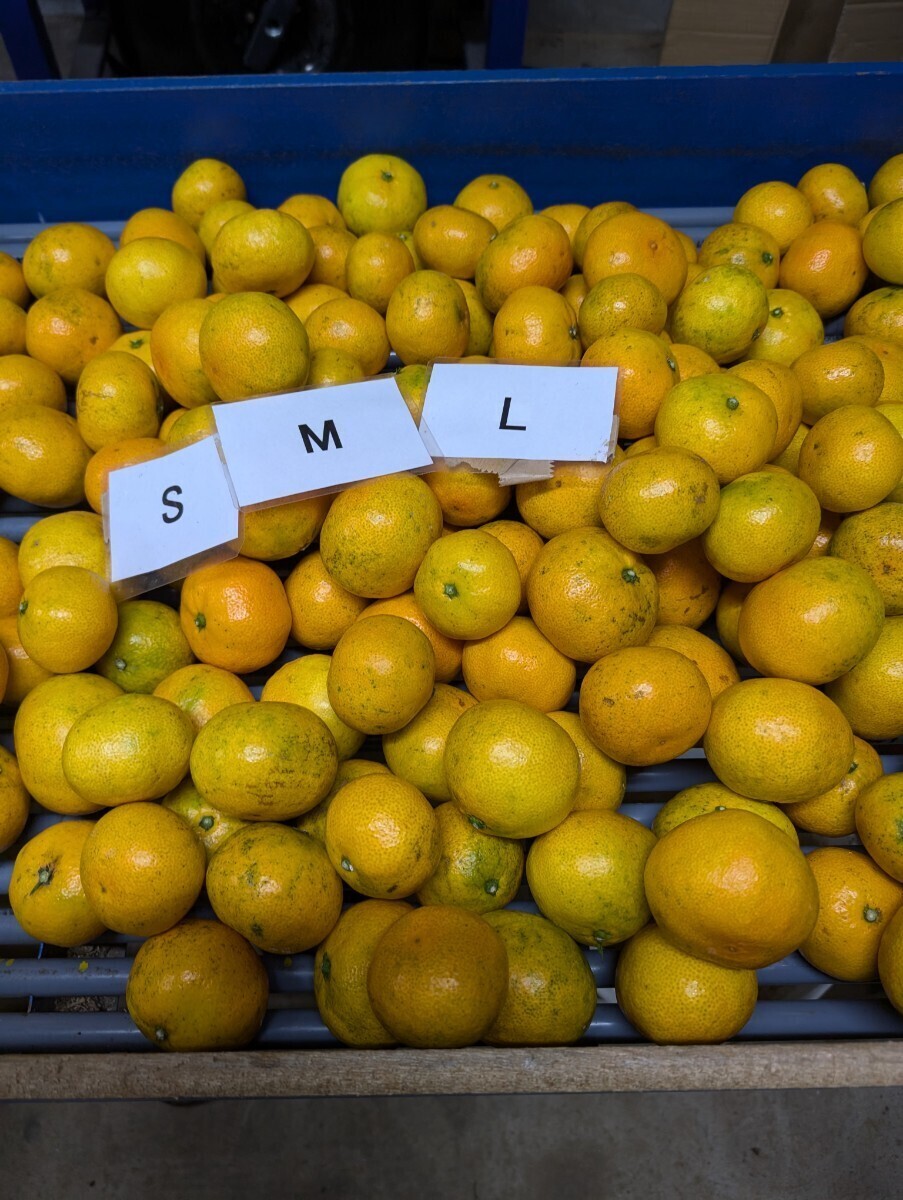 Yahoo!オークション - 愛媛西宇和産 宮川早生みかん S-L 5kg