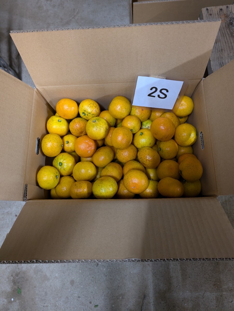 Yahoo!オークション - 愛媛西宇和産 宮川早生みかん 2S 5kg