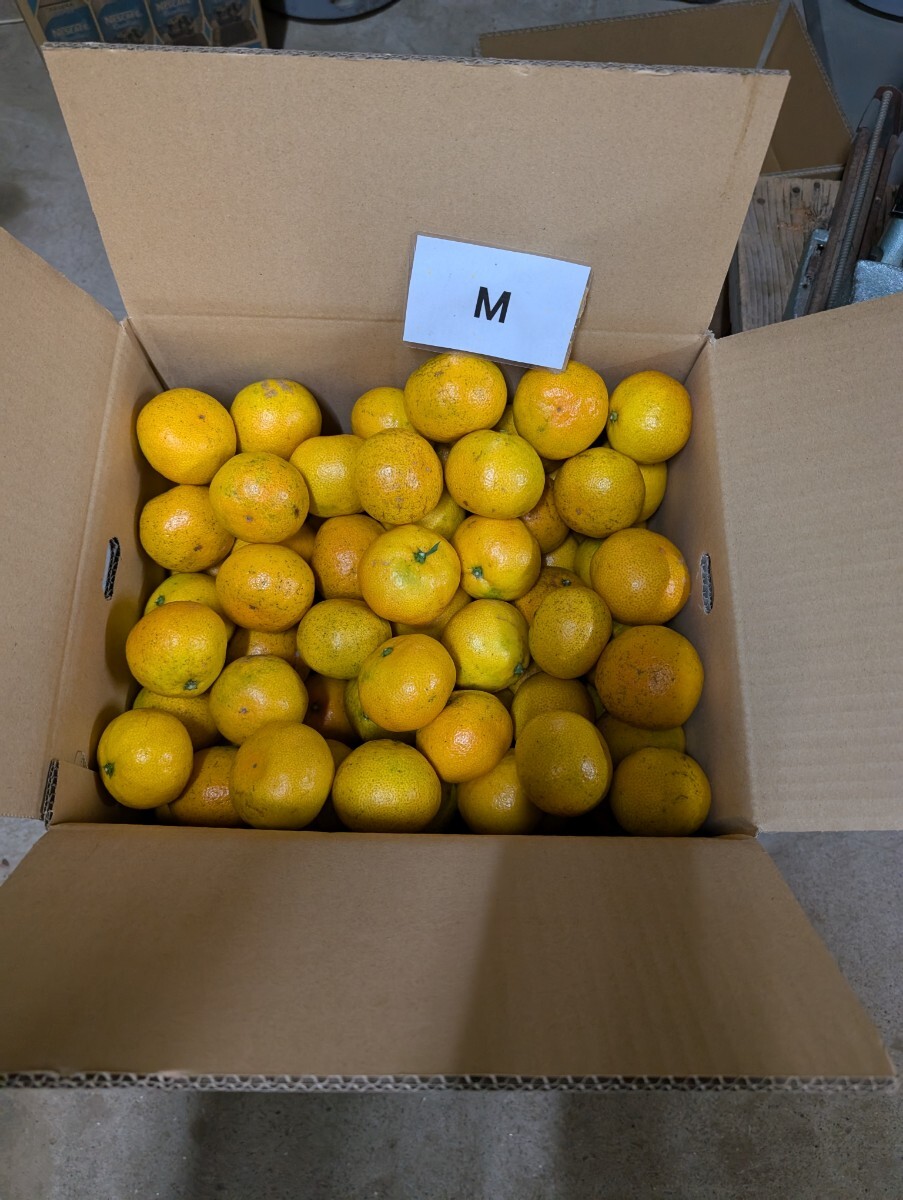 Yahoo!オークション - 愛媛西宇和産 宮川早生みかん M 9kg