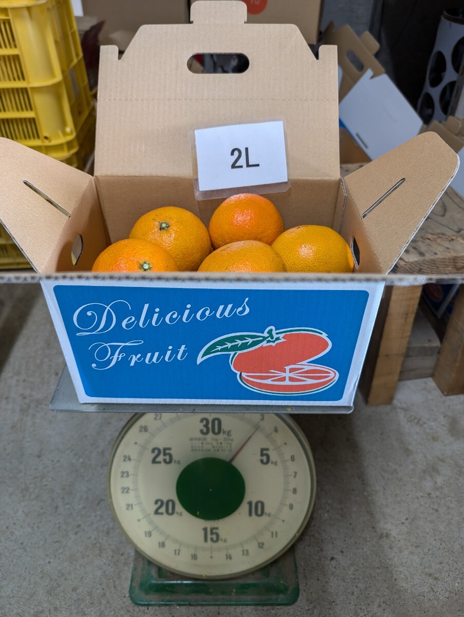 Yahoo!オークション - 愛媛西宇和産 ベニマドンナ愛果28号 2L 3kg