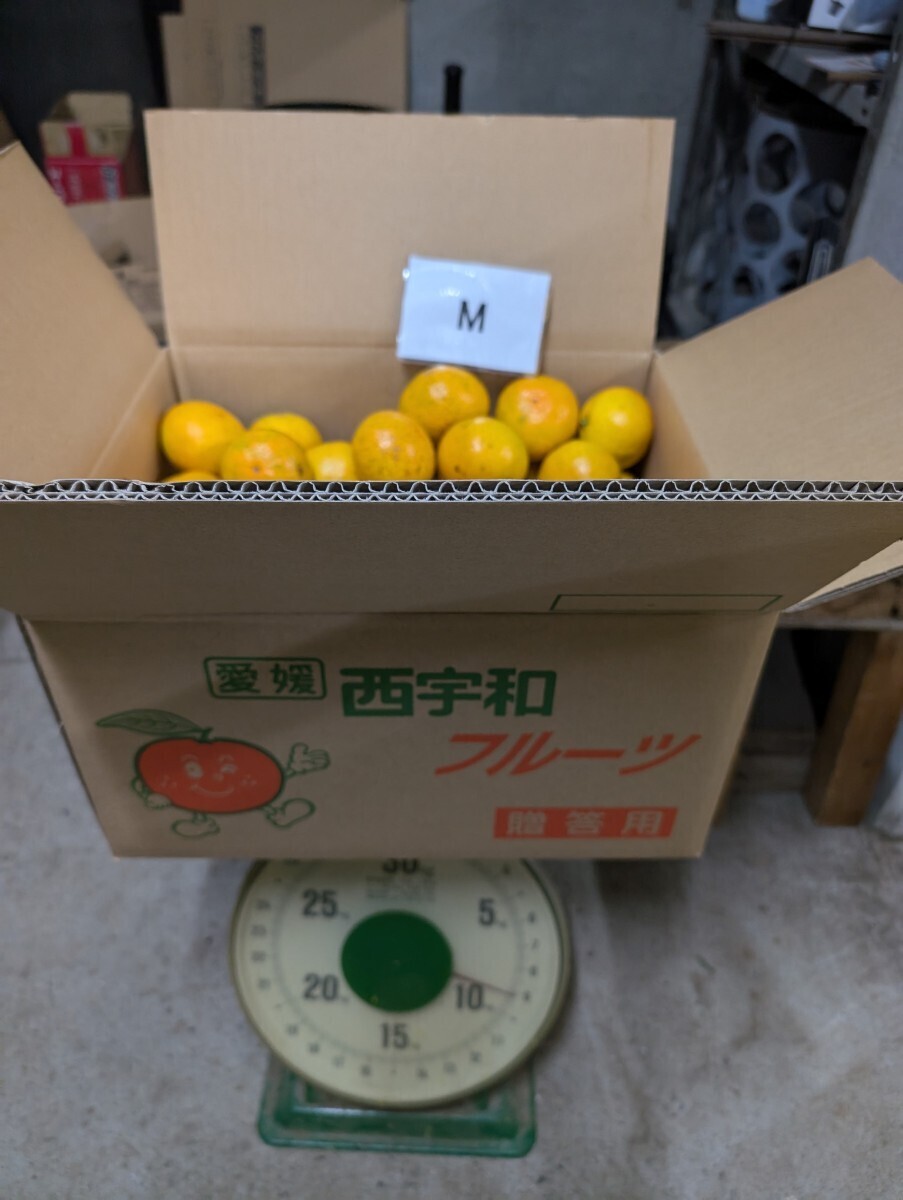 Yahoo!オークション - 愛媛西宇和産 宮川早生みかん M 9kg