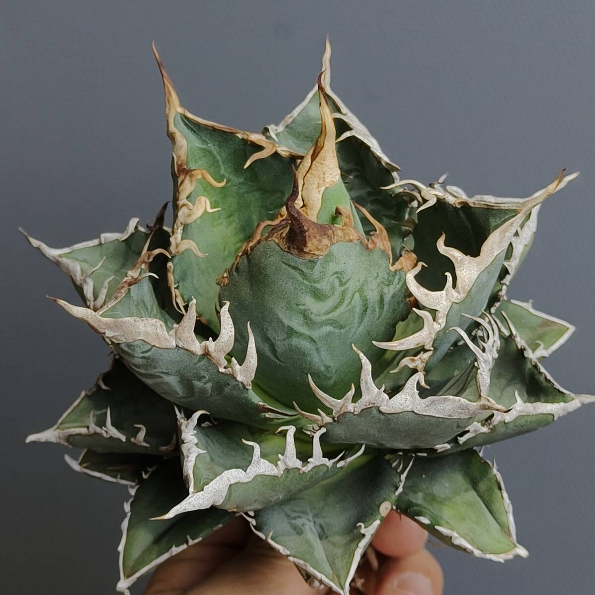 Yahoo!オークション - 【龍園觀】No.A46大人気 アガベ チタノタ