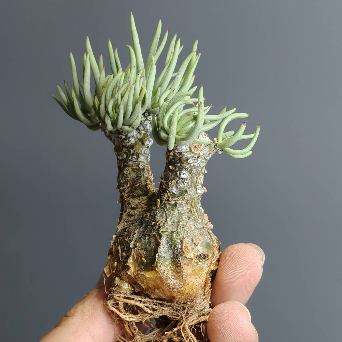 Yahoo!オークション - 【龍園觀】No.A89 大人気1 塊根植物 チレコドン ...