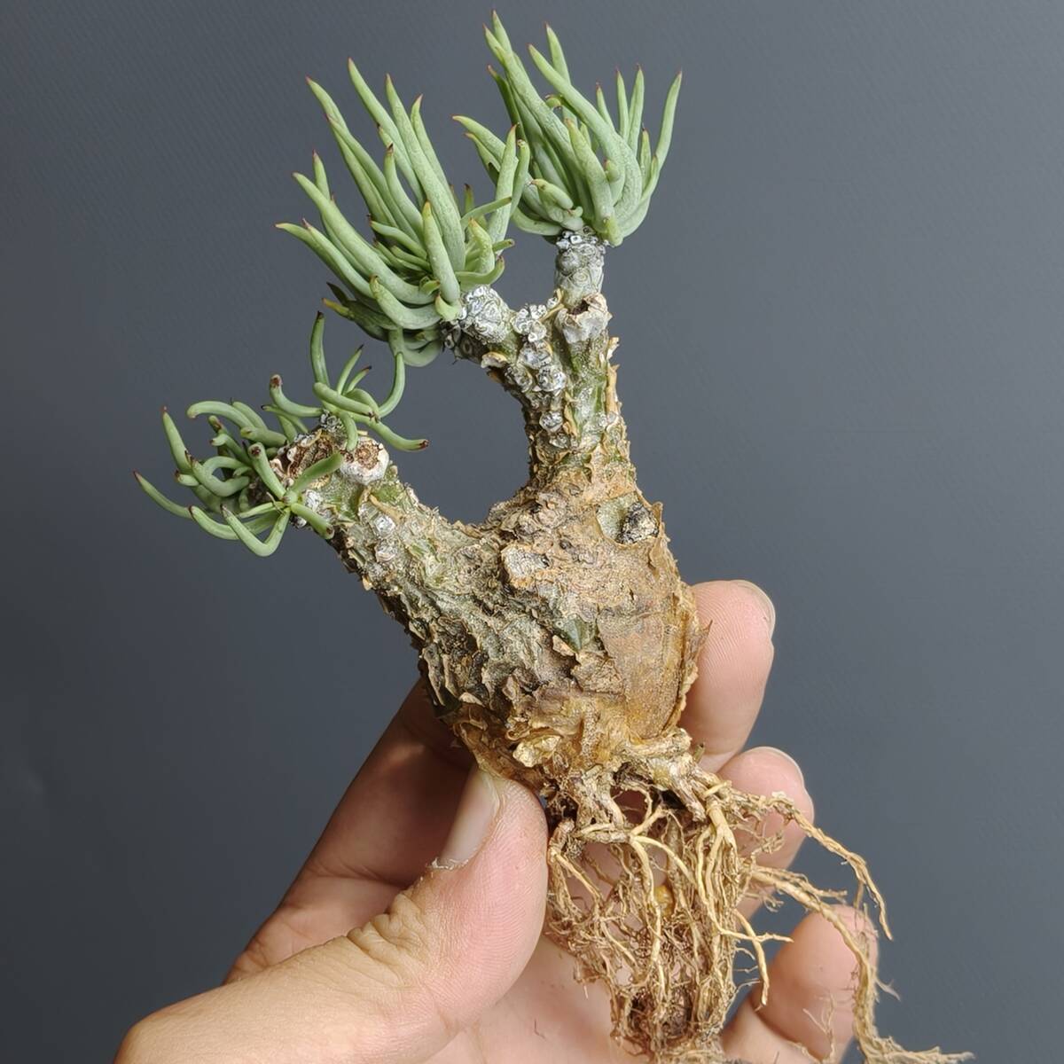 Yahoo!オークション - 【龍園觀】No.A89 大人気1 塊根植物 チレコドン ...