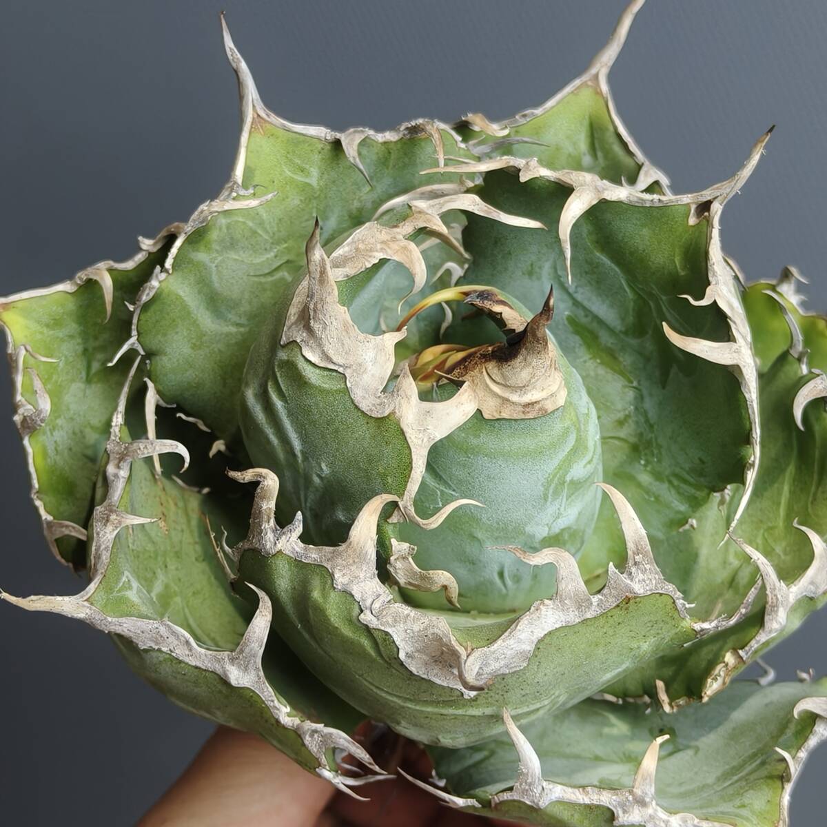 Yahoo!オークション - 【龍園觀】No.W27 特選 アガベ チタノタ " 白...