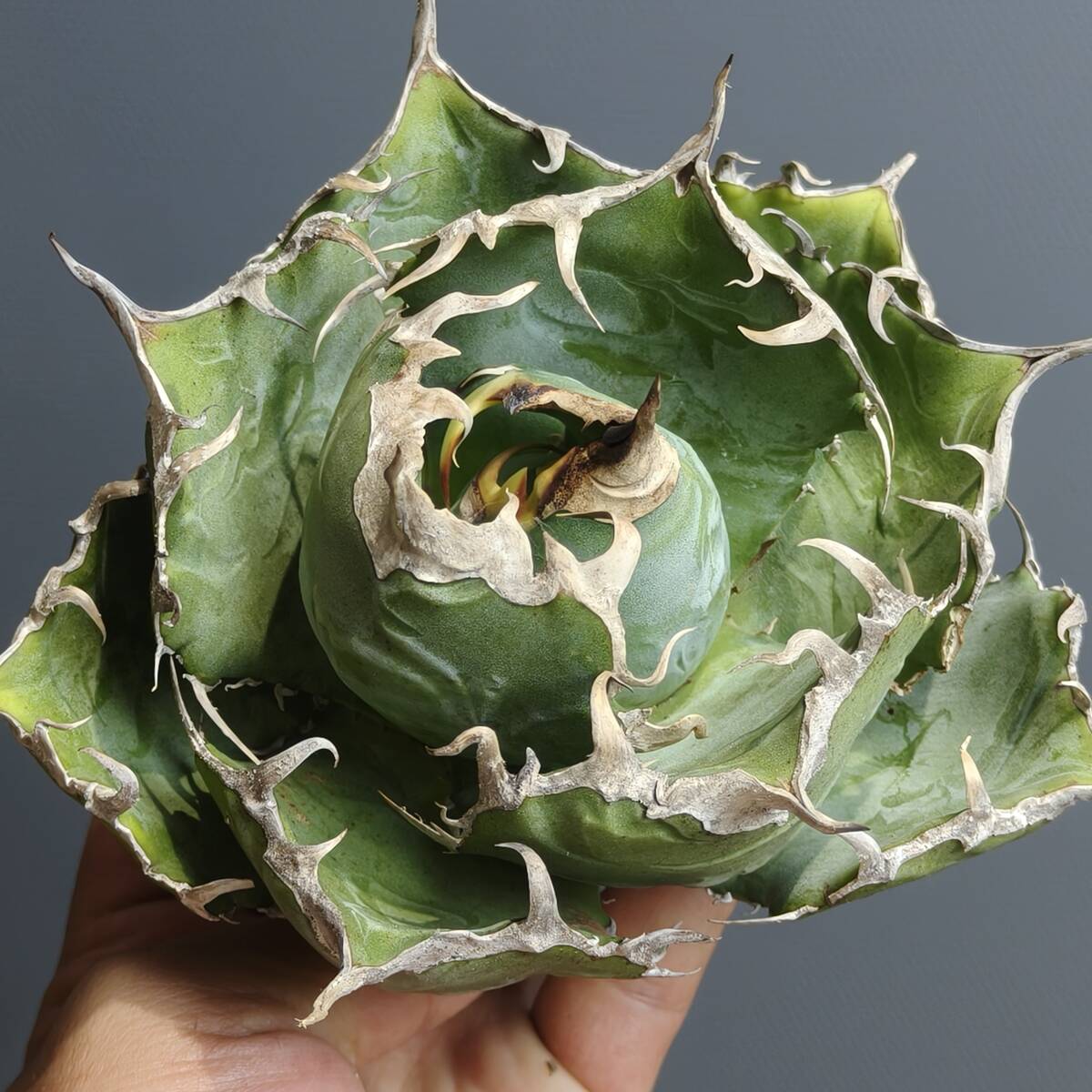 Yahoo!オークション - 【龍園觀】No.W27 特選 アガベ チタノタ " 白...