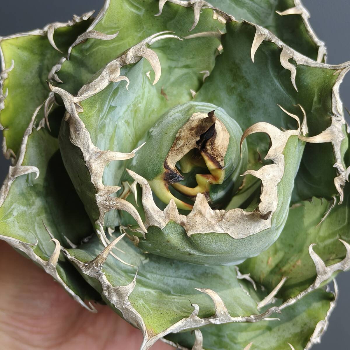 Yahoo!オークション - 【龍園觀】No.W27 特選 アガベ チタノタ " 白...