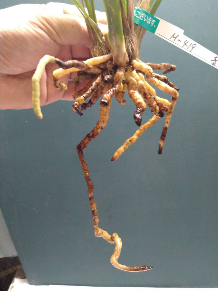 Yahoo!オークション - M-419 寒蘭 ・栽培棚整理品・栽培品・青チャ...